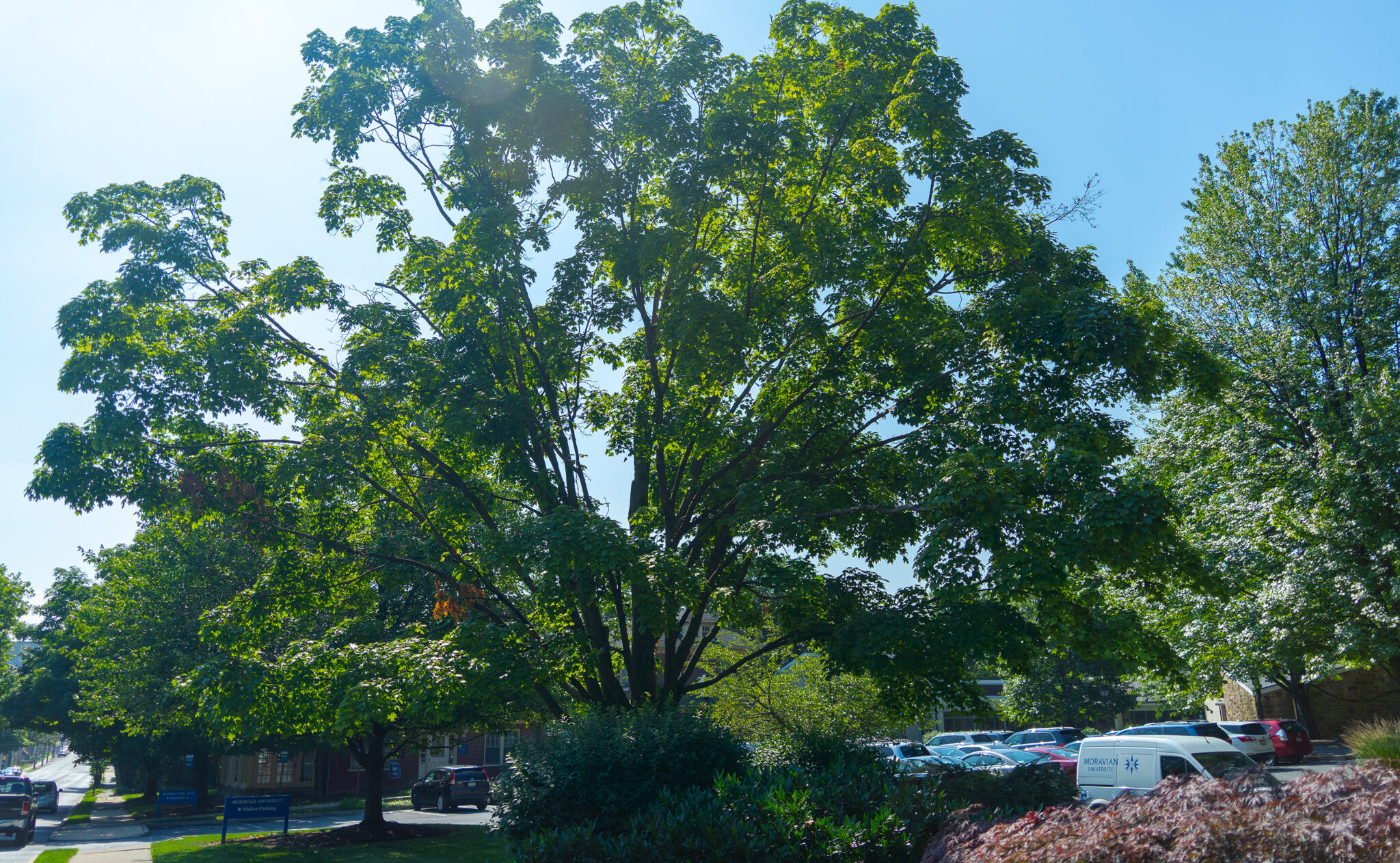 11 Eye-Opening Facts about Trees – Moravian University News
